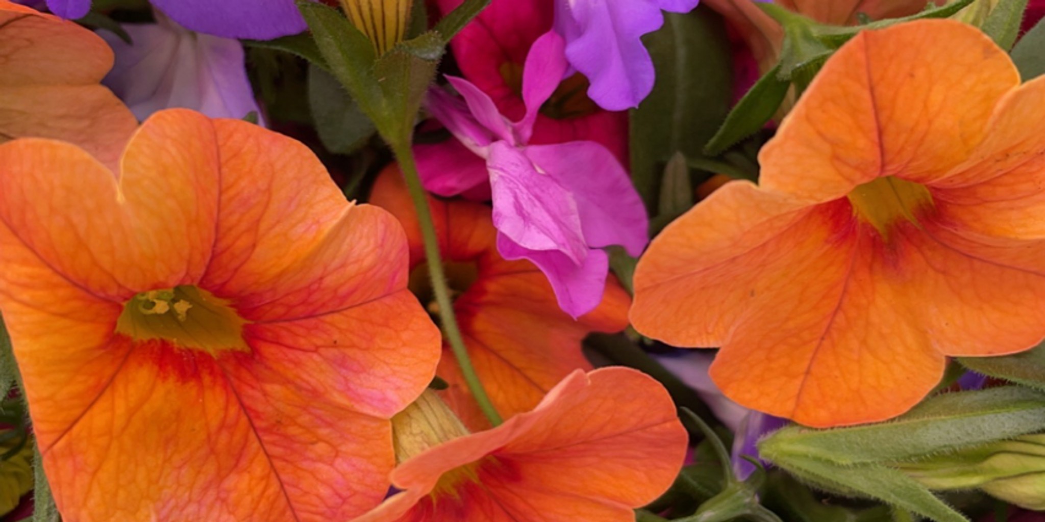 Welcome to the Horticulture bowl! Share your cool ... | Fishbowl