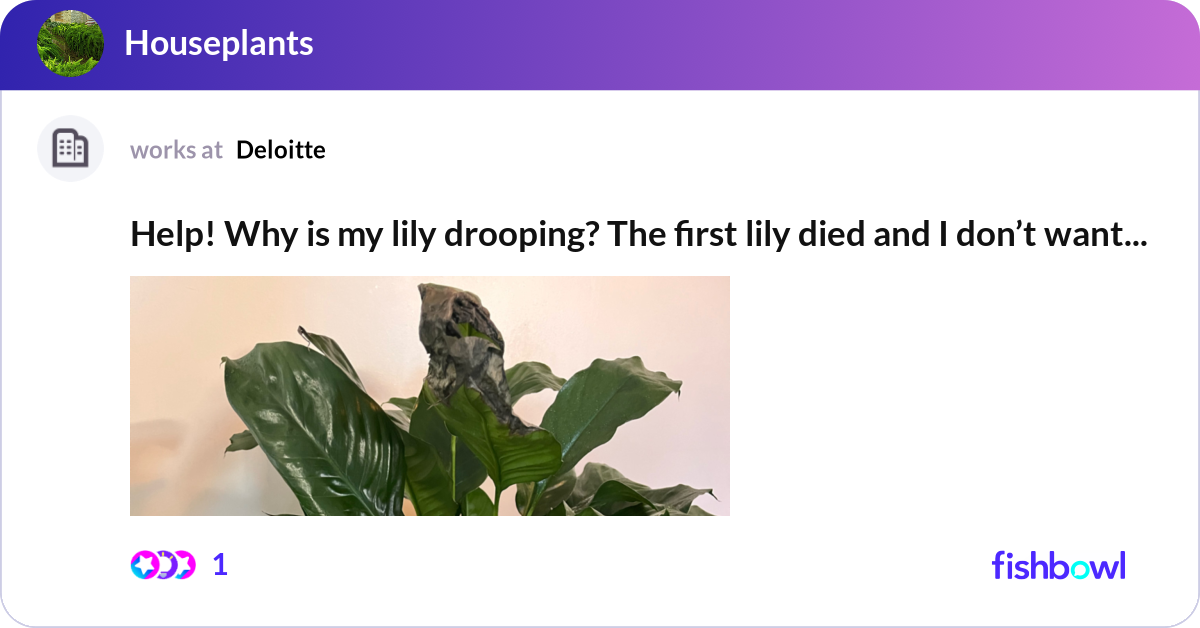 Help! Why is my lily drooping? The first lily died... | Fishbowl