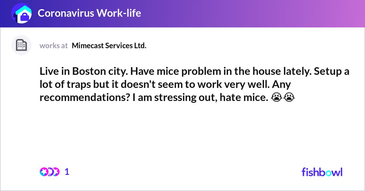 Live in Boston city. Have mice problem in the hous... | Fishbowl