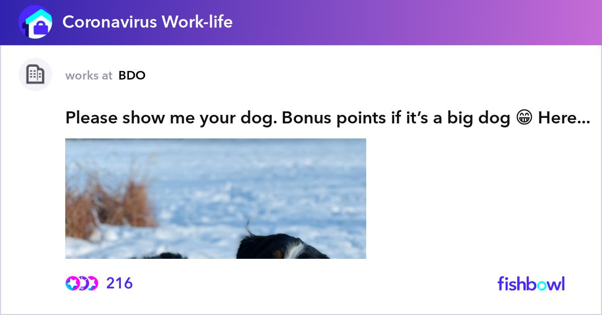 Please show me your dog. Bonus points if it’s a bi... | Fishbowl