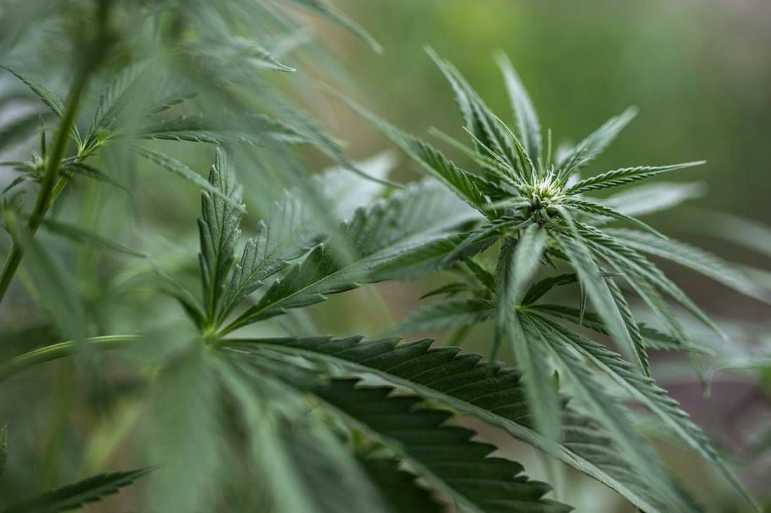 The potential benefits of cannabis are endless but... | Fishbowl