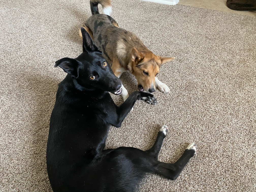 I have the best office dogs ever! | Fishbowl