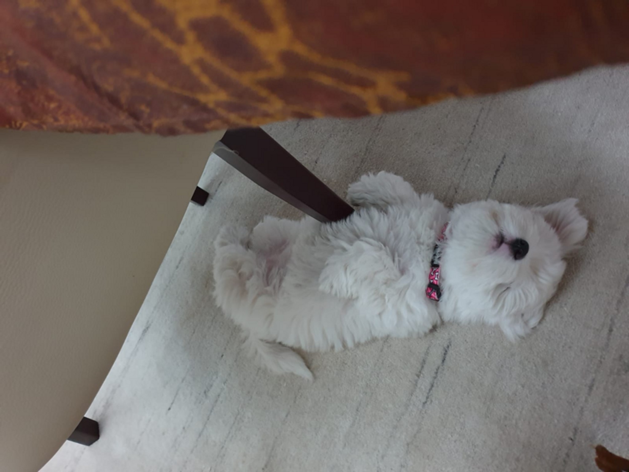 Feeling sad, could use a pick me up. I’d love it i... | Fishbowl