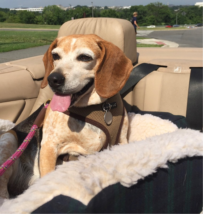 After losing my sweet Beagle to cancer a week befo... | Fishbowl