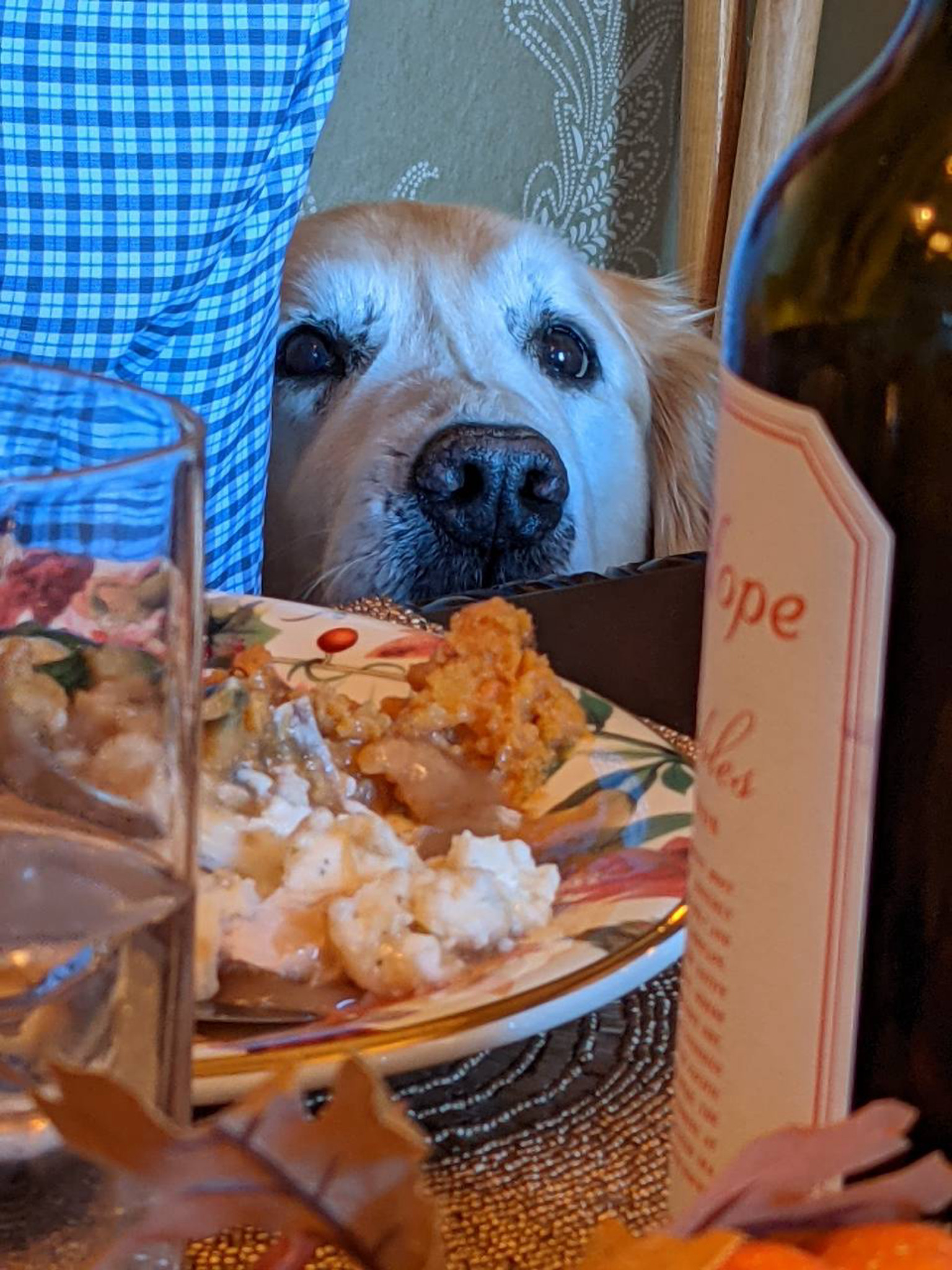 Happy Gratitude day... This pup is grateful for al... | Fishbowl