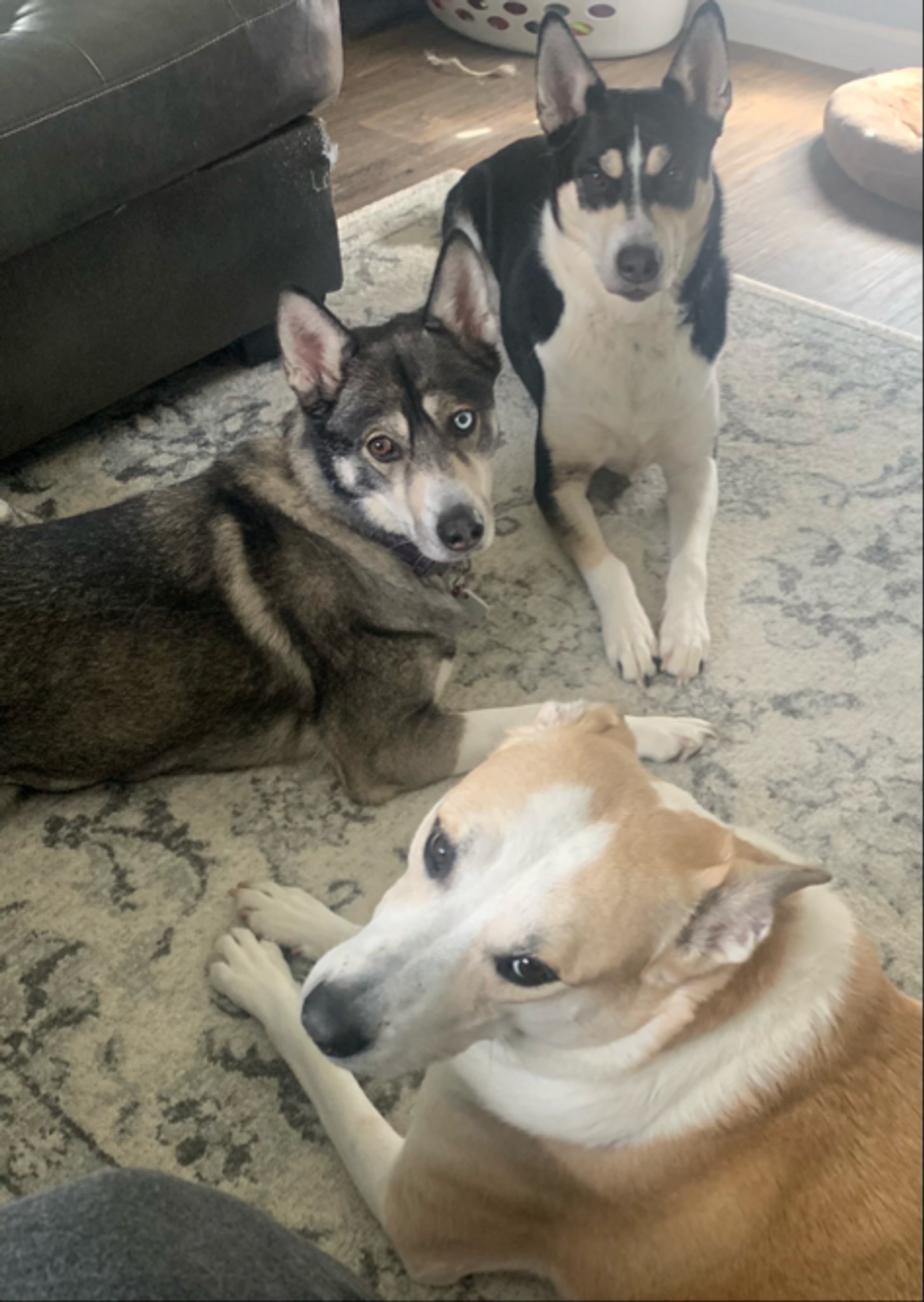 My Siberian Husky and Lab/Husky mixes. They are my... | Fishbowl