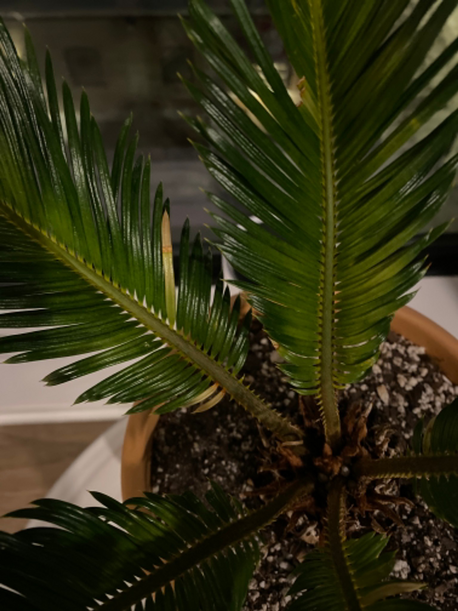 Anyone know what’s happening to our sago palm? See... | Fishbowl