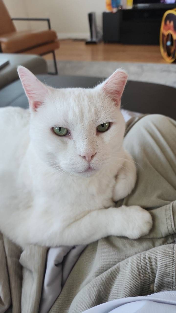Behind this regal face is a small brain. | Fishbowl