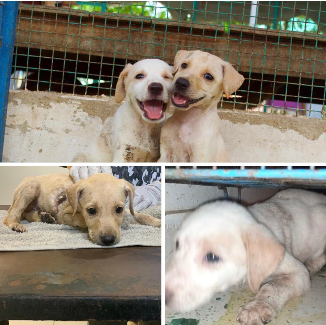 Before (bottom) and After (top) pics from an anima... | Fishbowl