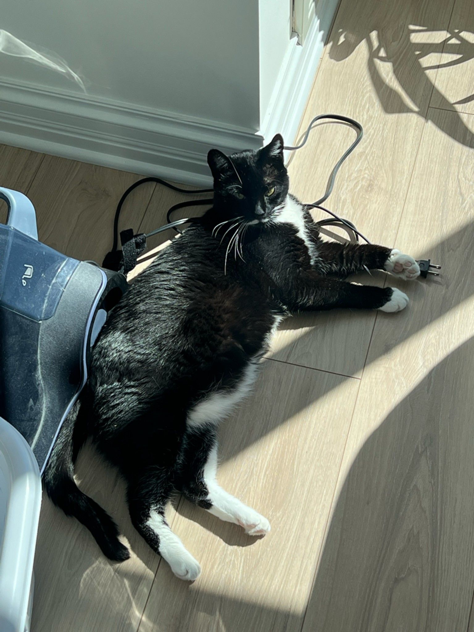 Happy Friday all! You know what that means.....Fat Cat Friday 🐈 ...