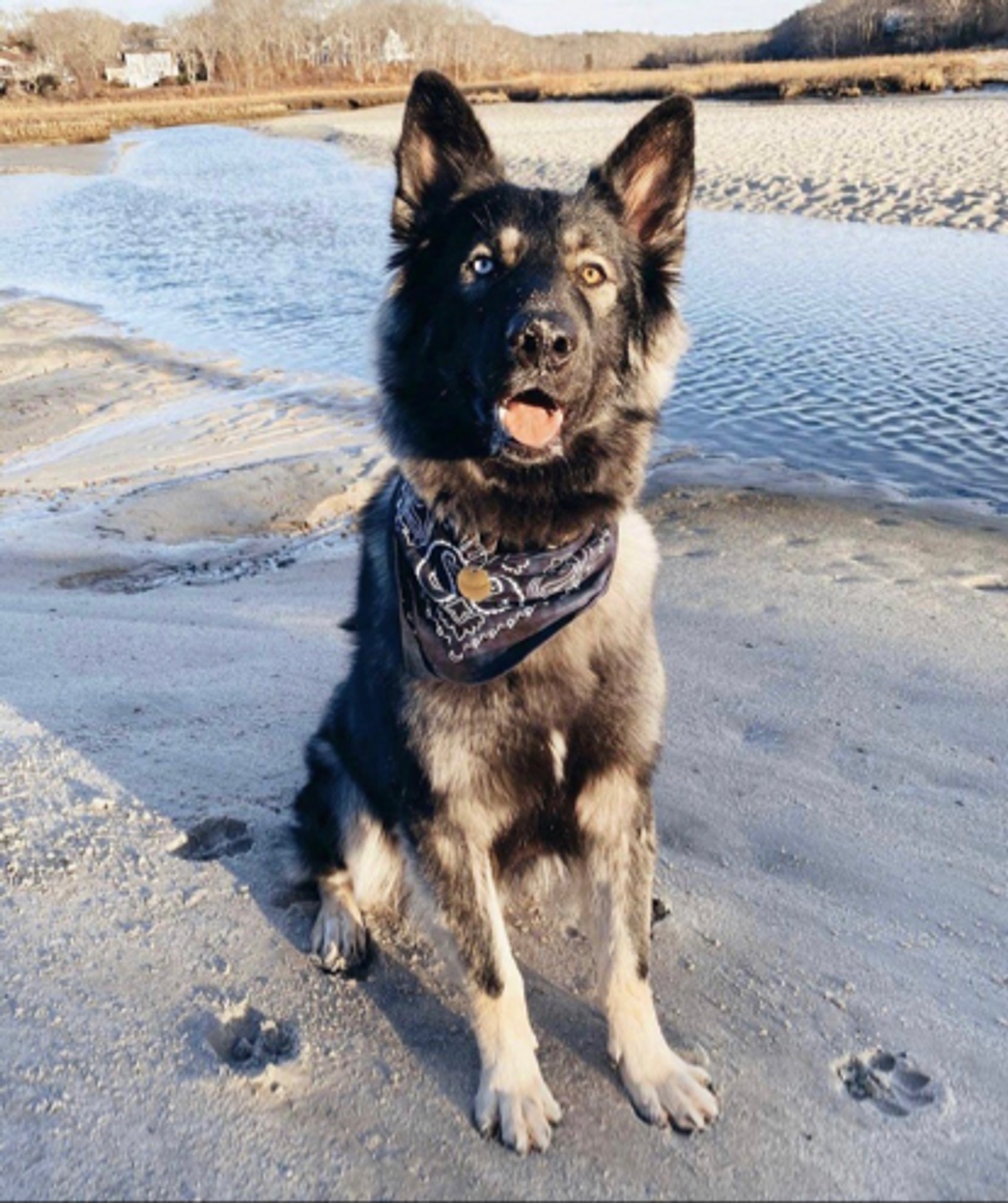 Doggo appreciation post to improve your day. | Fishbowl