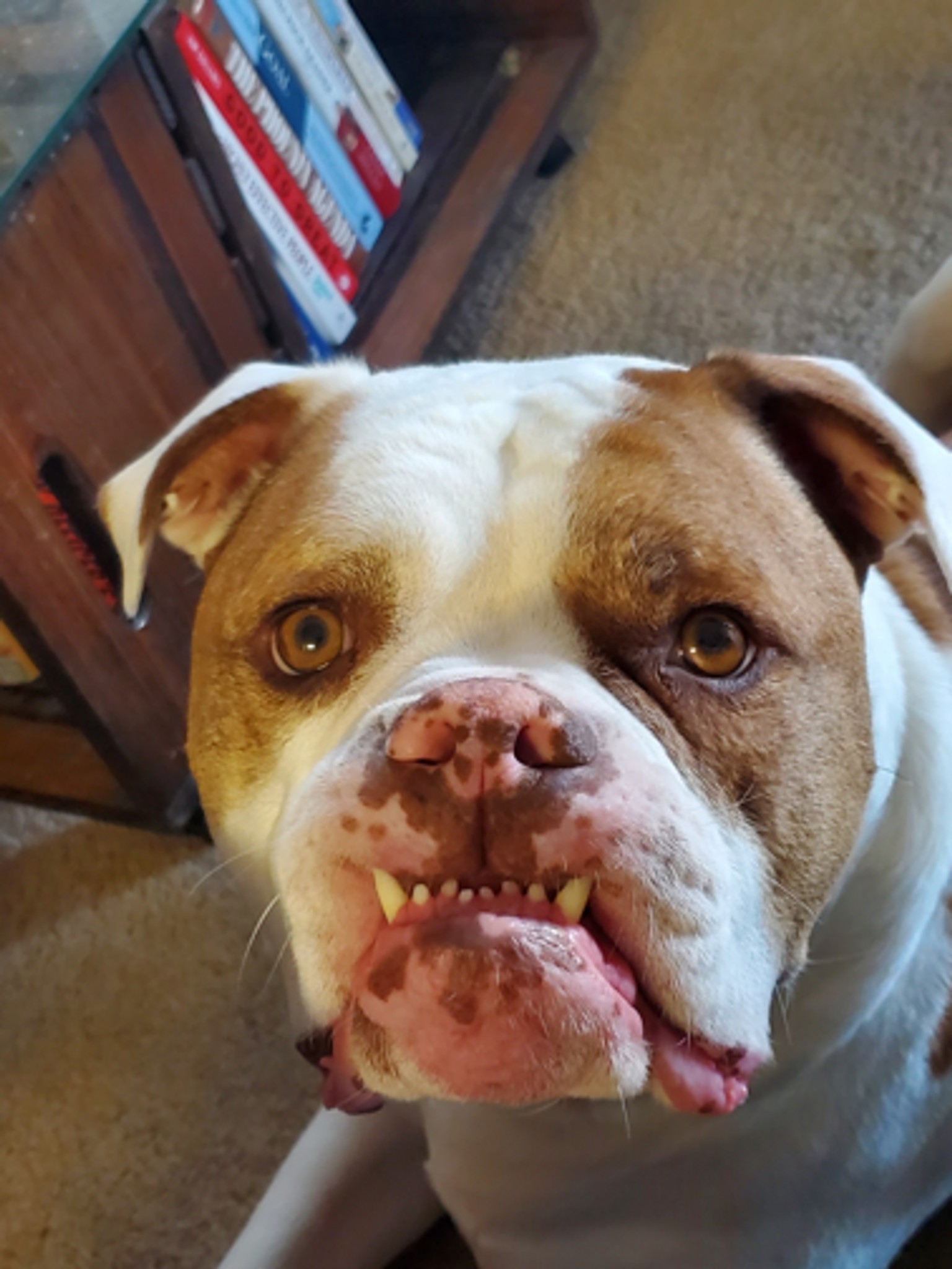 If your dog is ugly please stop showing people pic... | Fishbowl