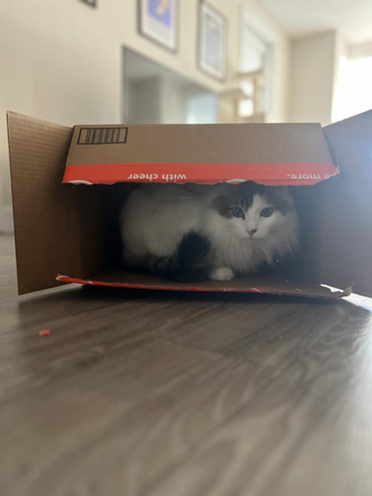 What is it with cats and boxes? I wonder if there’... | Fishbowl