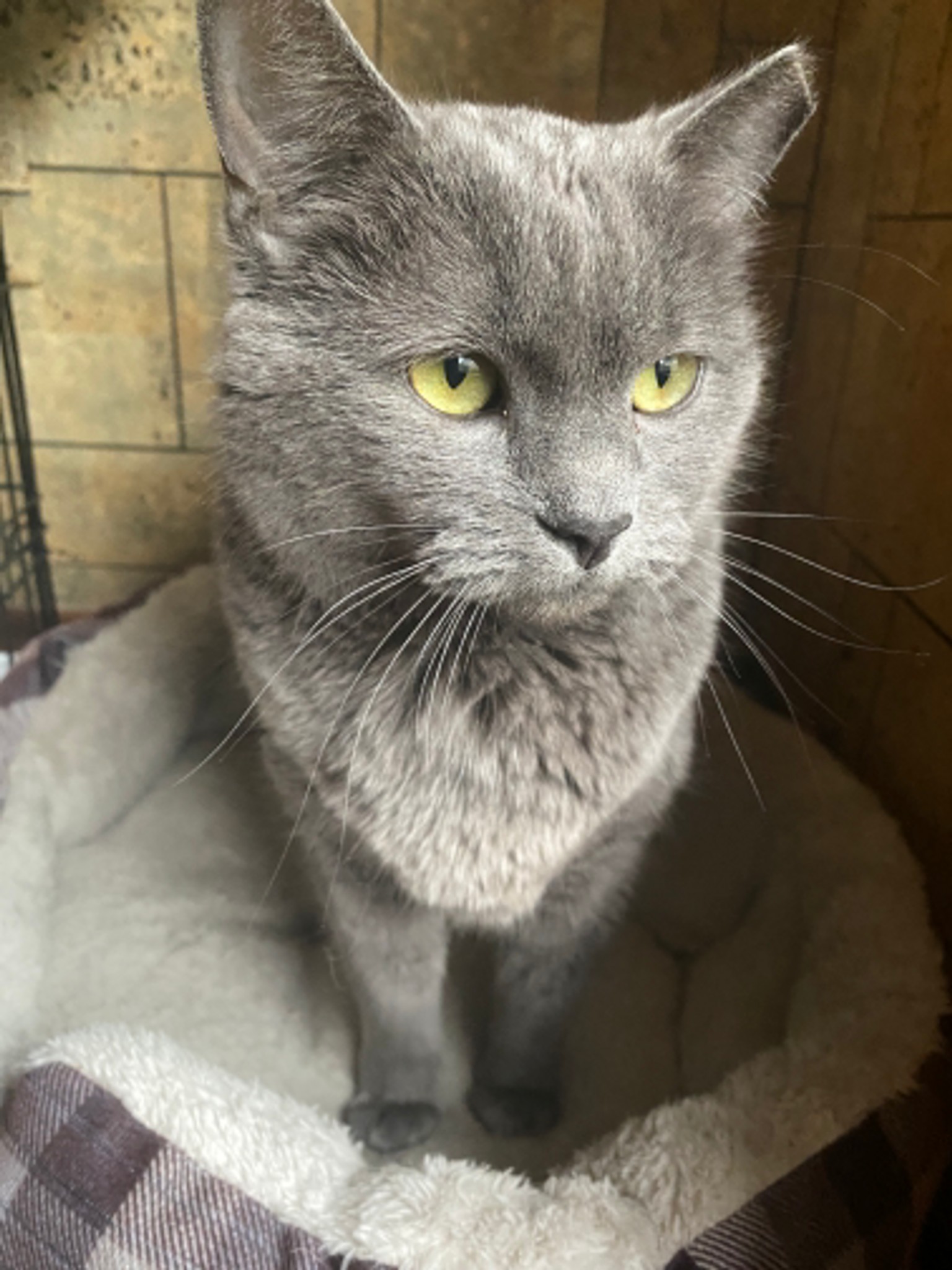 What is IC grading in Microsoft? What are the IC serial numbers like ...