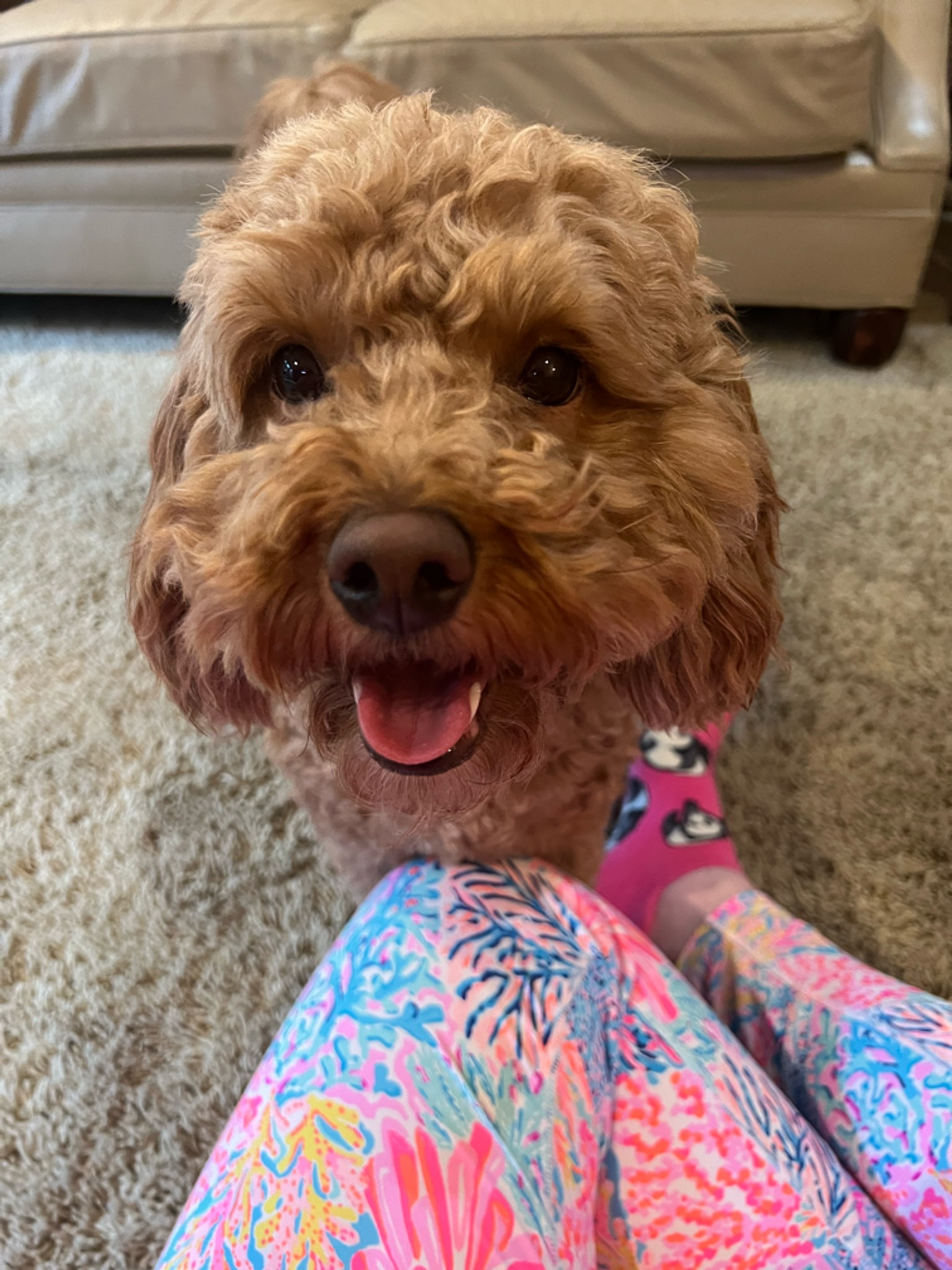 Smiling because it’s Friday !!! 🐶💖 | Fishbowl