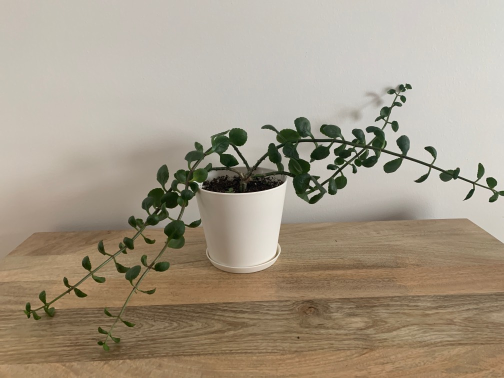 leaves feel very weak and the vines do not stand u... | Fishbowl