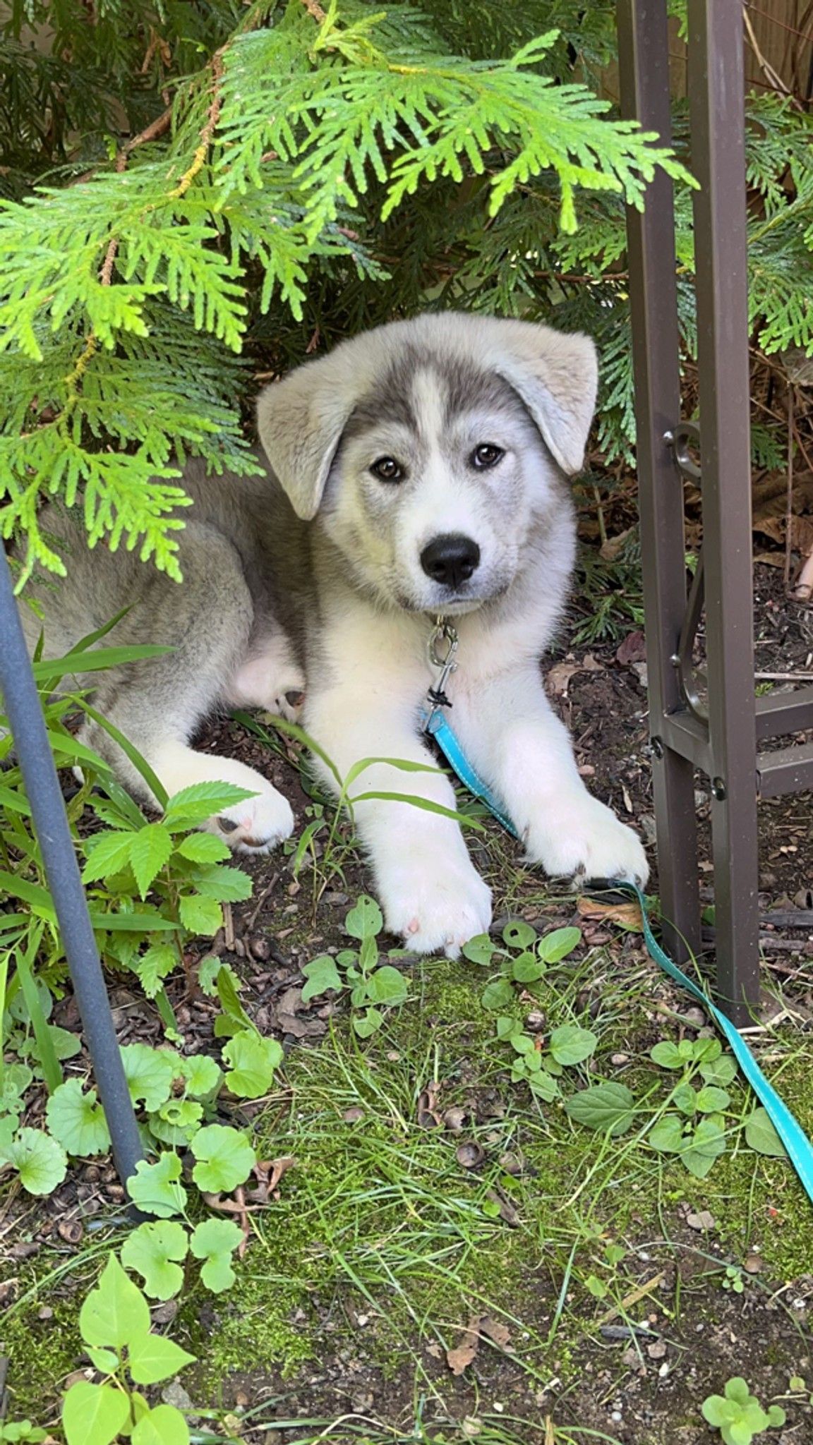 I stole this dog from my brother and don’t feel gu... | Fishbowl