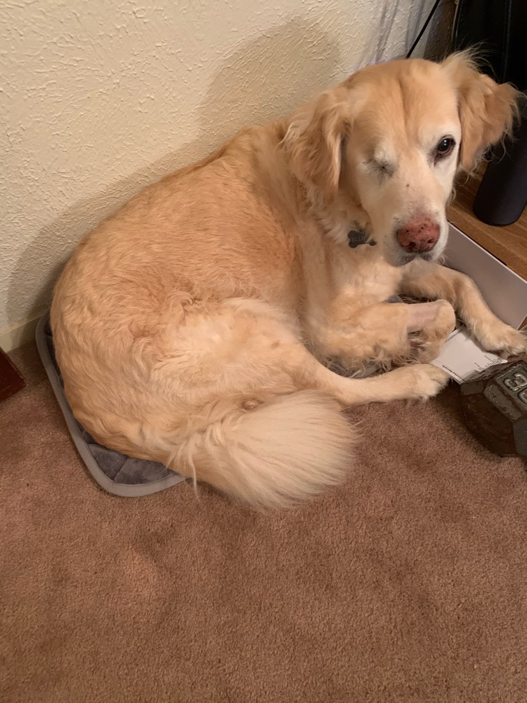 Wfh pets thread to calm our nerves? Show us photos... | Fishbowl