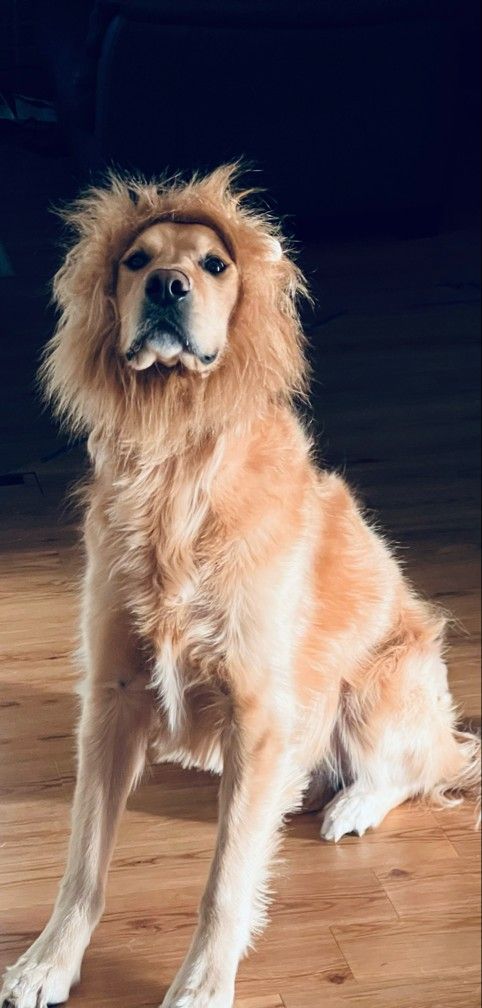 Happy Halloween 🎃 👻💀 | Fishbowl