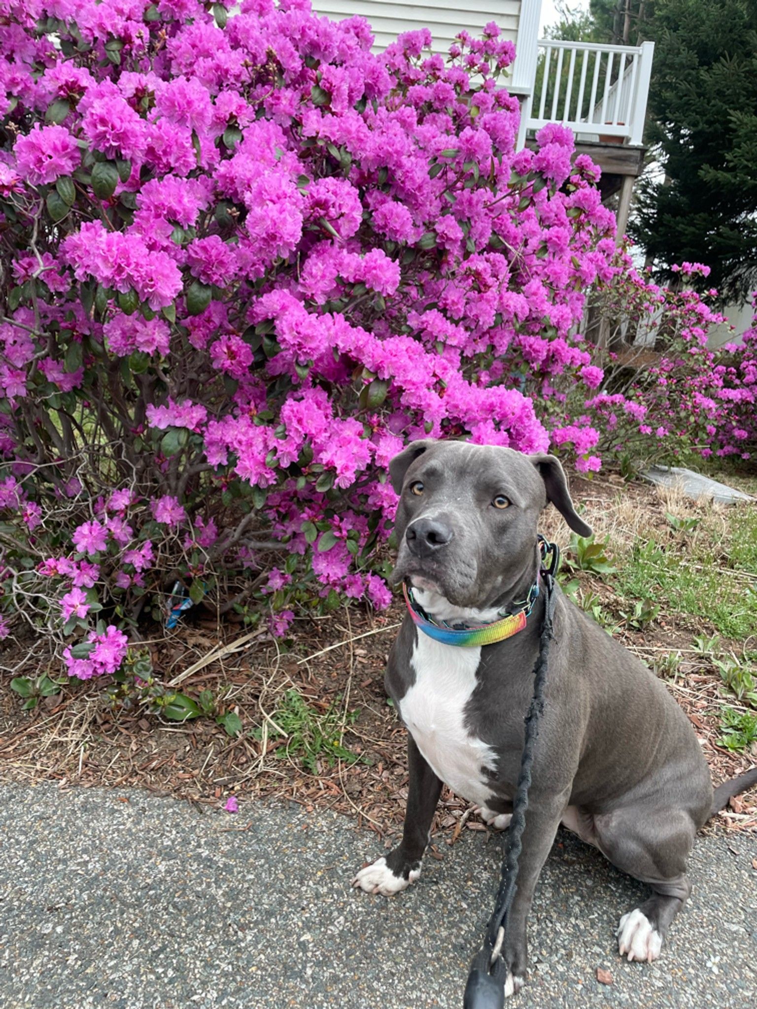 Helping out a friend take her pup for long walks while she and her ...