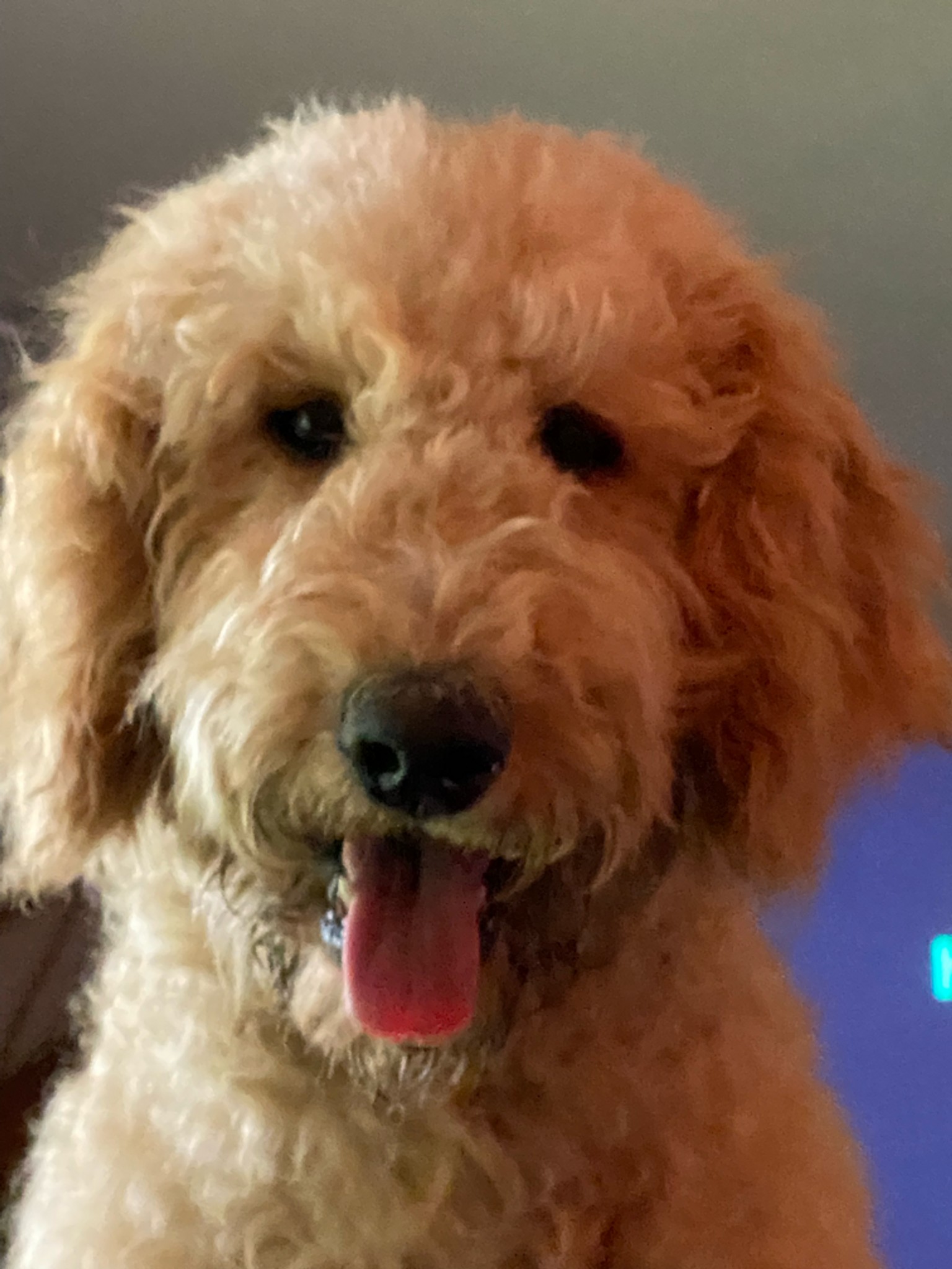 The Goose (Lucy, aka the Luc-ness Monster) says “H... | Fishbowl