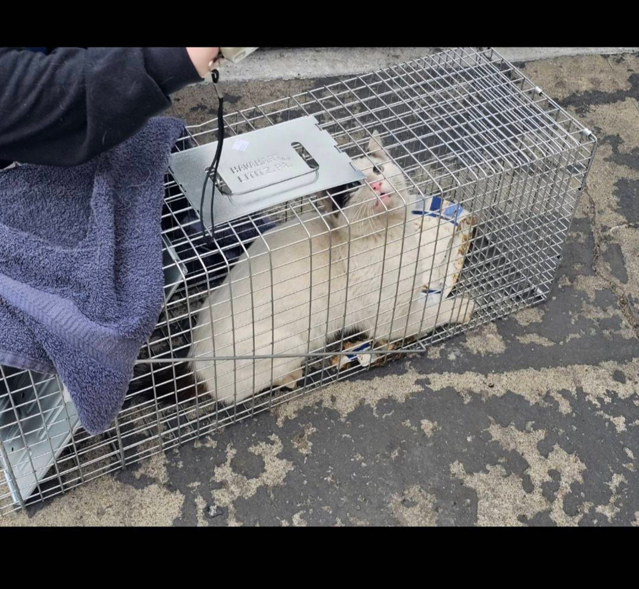 My neighbor spotted a ragdoll looking cat who appe... | Fishbowl