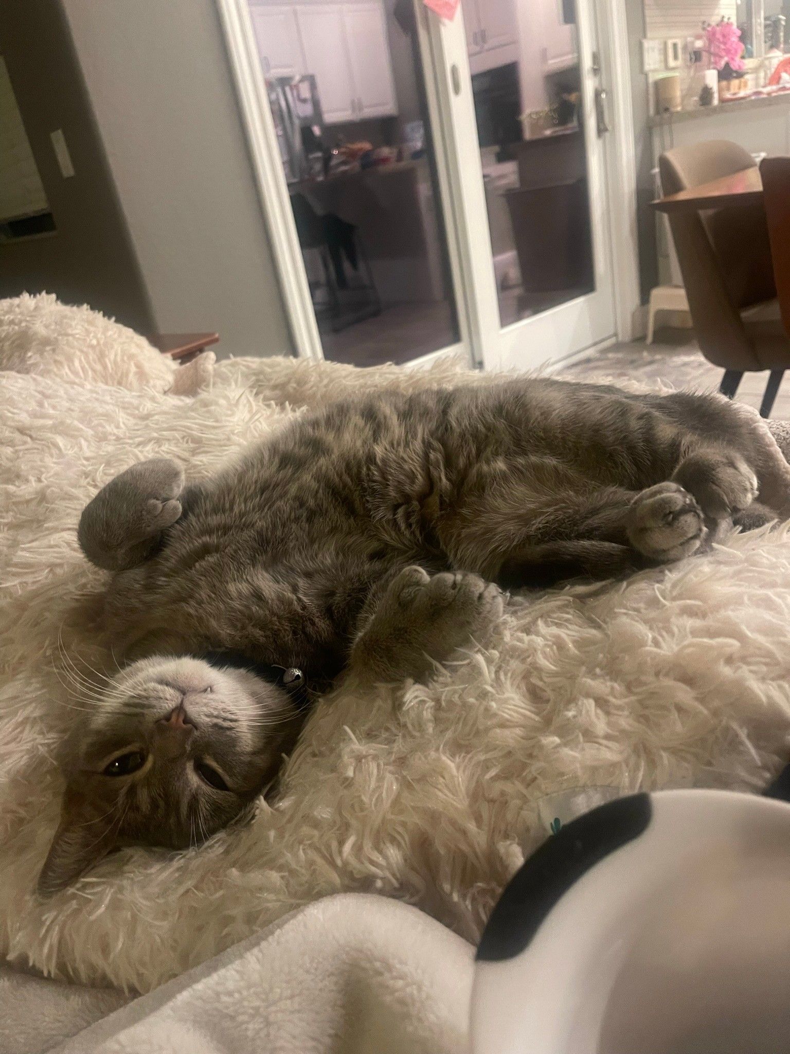 Happy Friday all! You know what that means.....Fat Cat Friday 🐈 ...