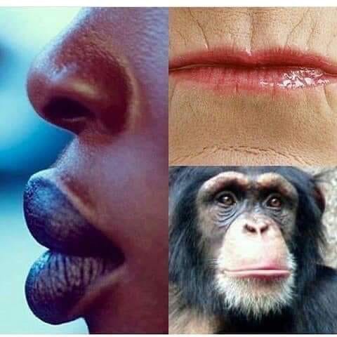 People Who Look Like Monkeys