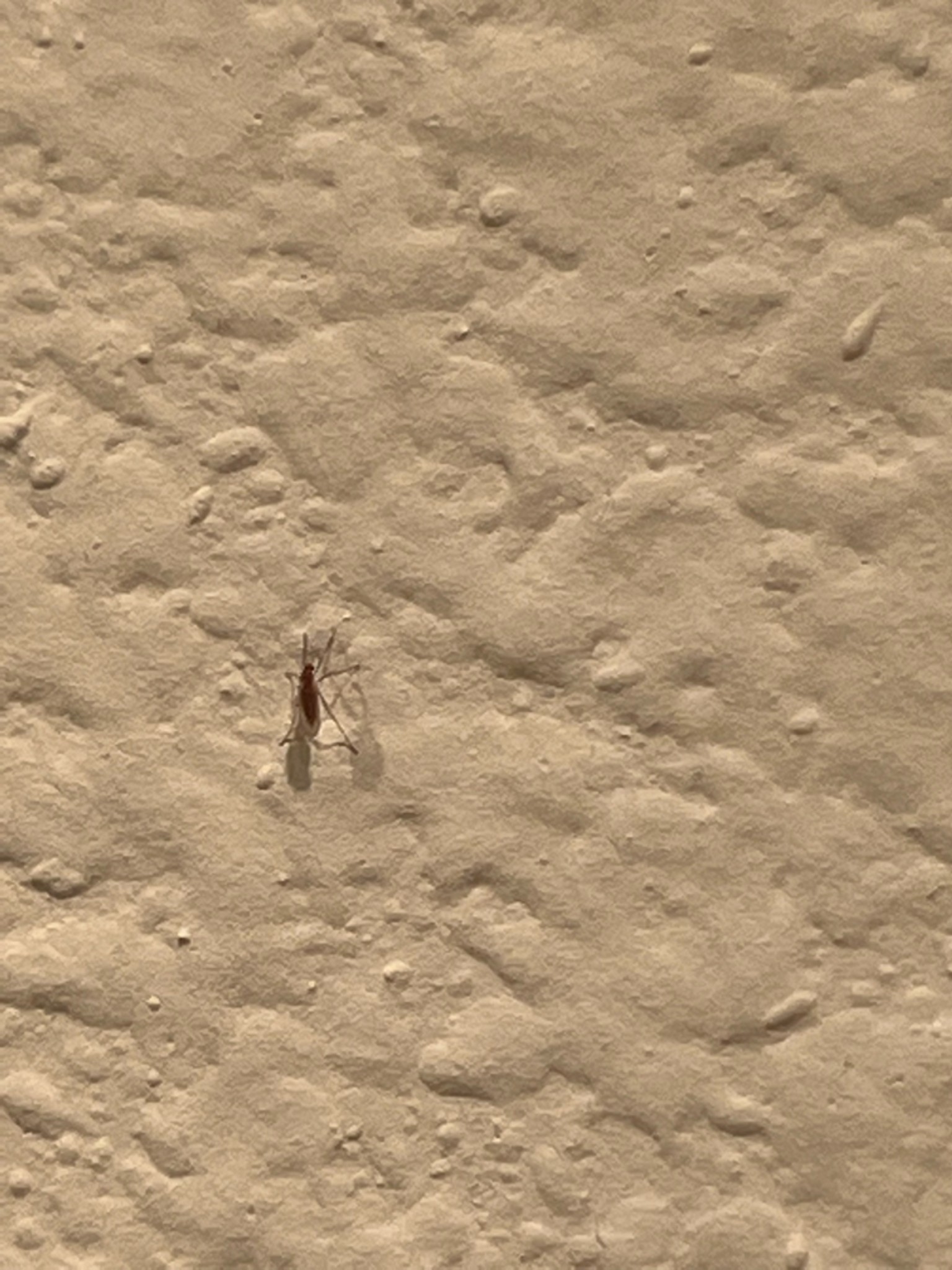Noticed a bunch of these crawling on my ceiling/wa... | Fishbowl