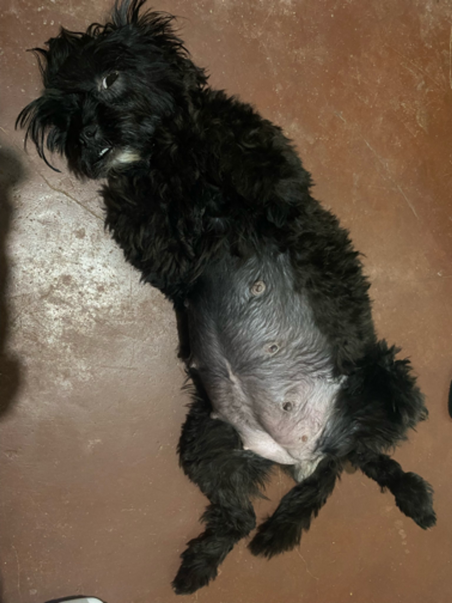 Our darling Luna is due soon. She’s really small t... | Fishbowl