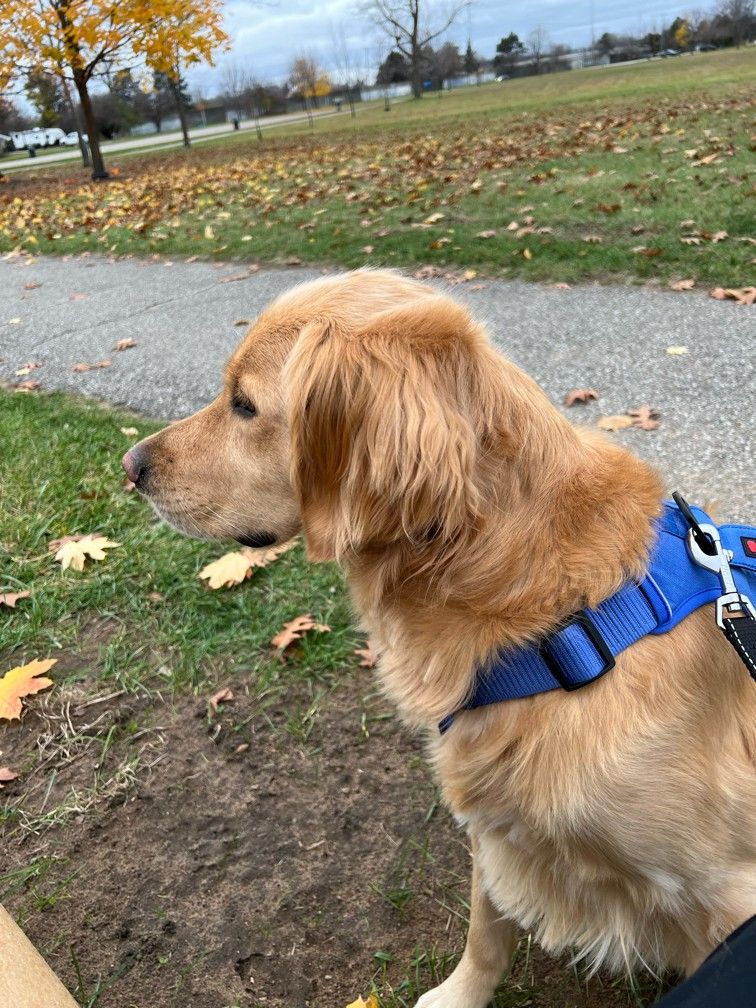 Here we go! Perfect day for a walk. It’s 40 but fe... | Fishbowl