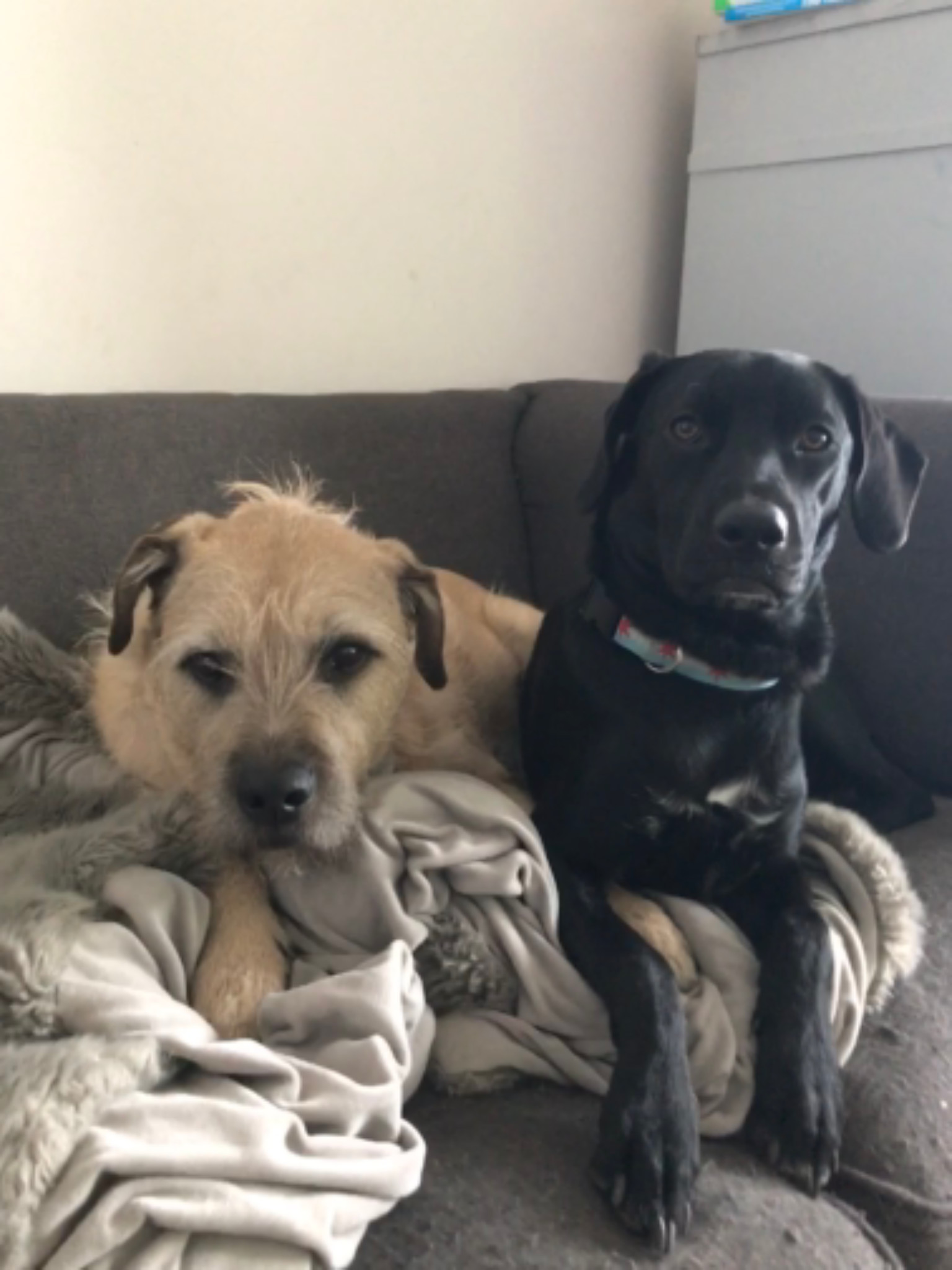 Needy coworkers begging for attention 🐶 | Fishbowl