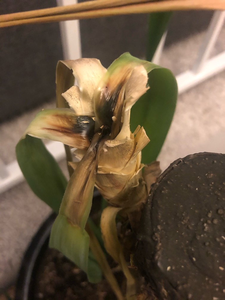 My yucca plant leaves are dying. During pruning I ... | Fishbowl
