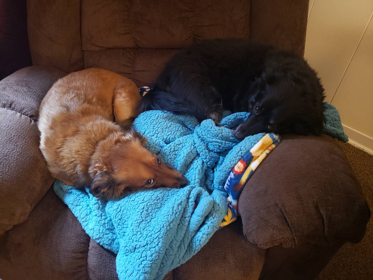 I am shifting to USA due to husband transfer. I need referrals in Ipsos ...