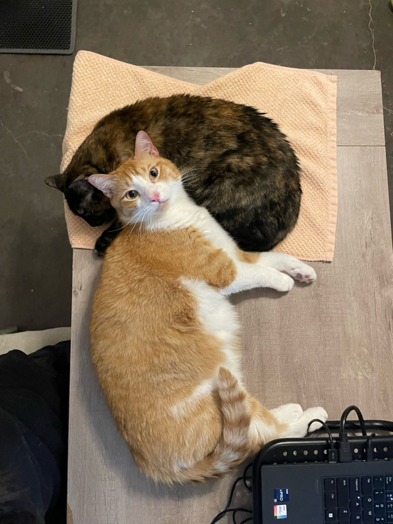 Tigger is all grown now but he still loves mama. | Fishbowl