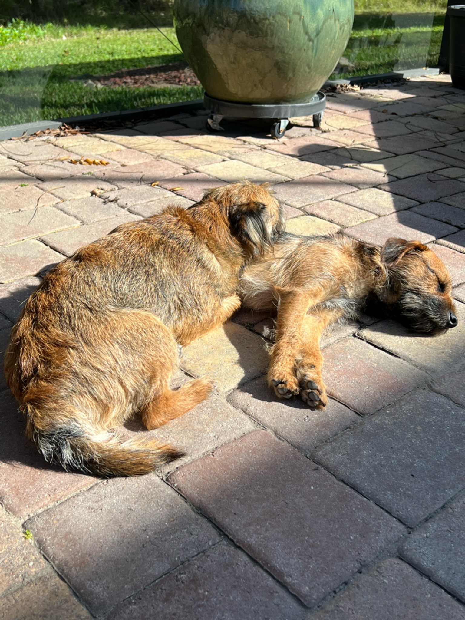 Doggo appreciation post to improve your day. | Fishbowl