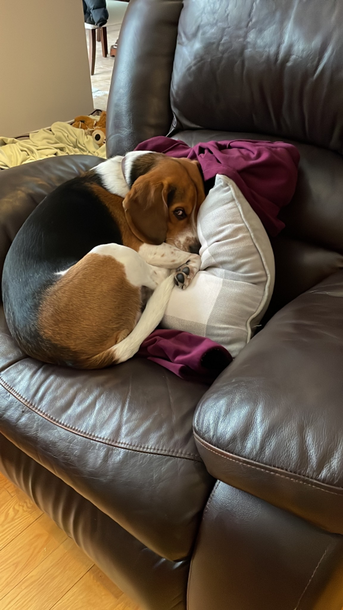 Doggo appreciation post to improve your day. | Fishbowl