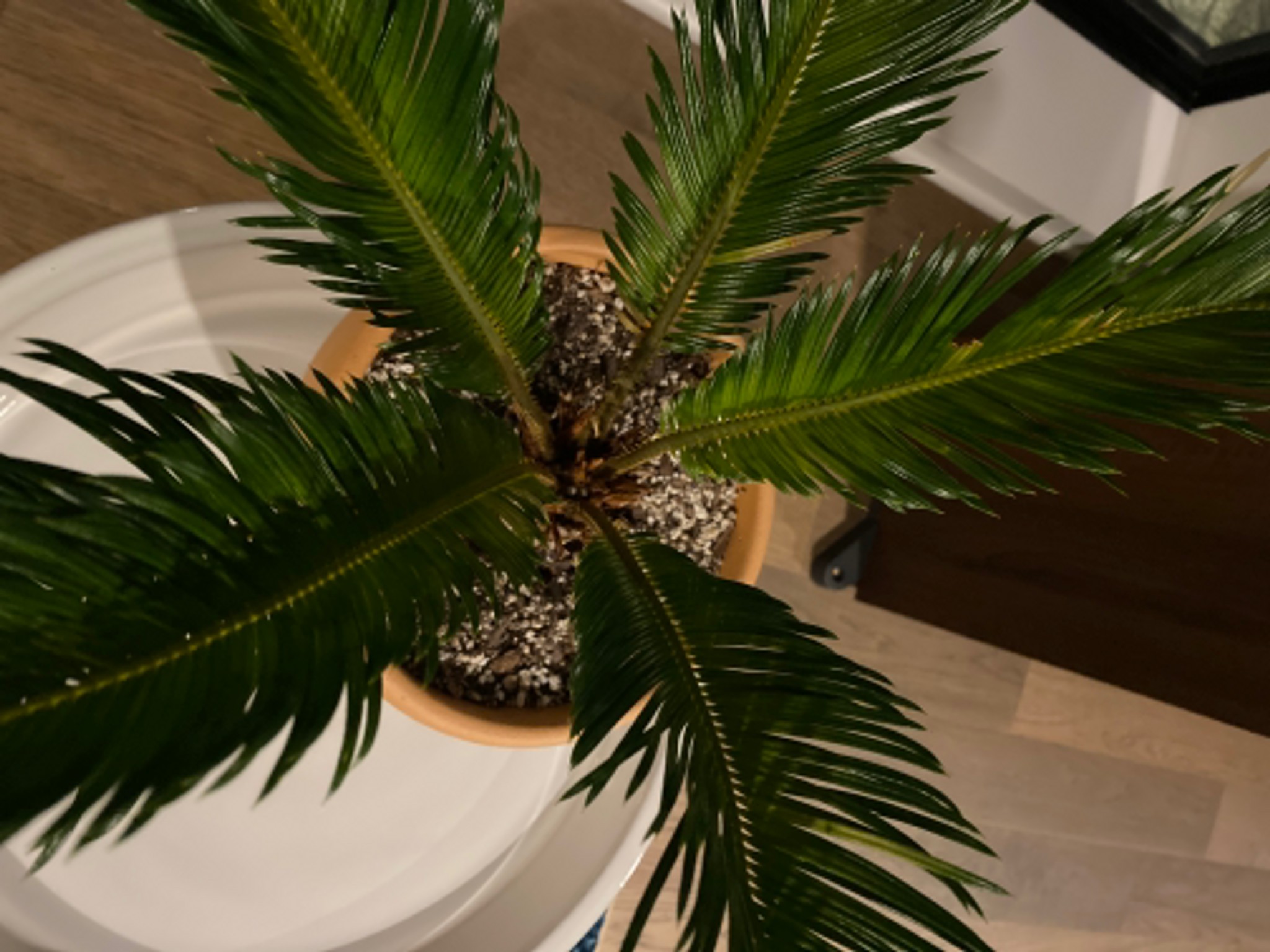 Anyone know what’s happening to our sago palm? Seeing fronds start to ...