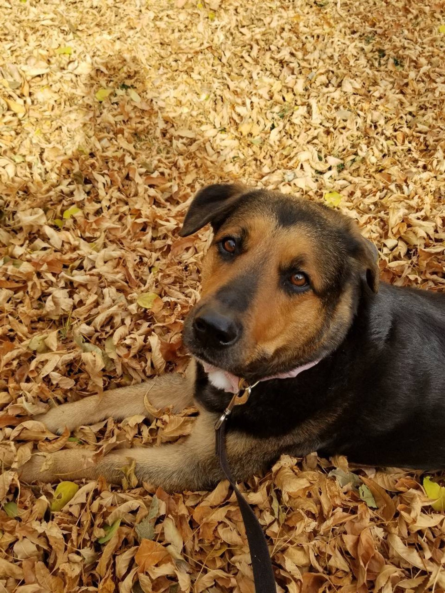 Apparently you have to get likes to DM?? Dogs see... | Fishbowl