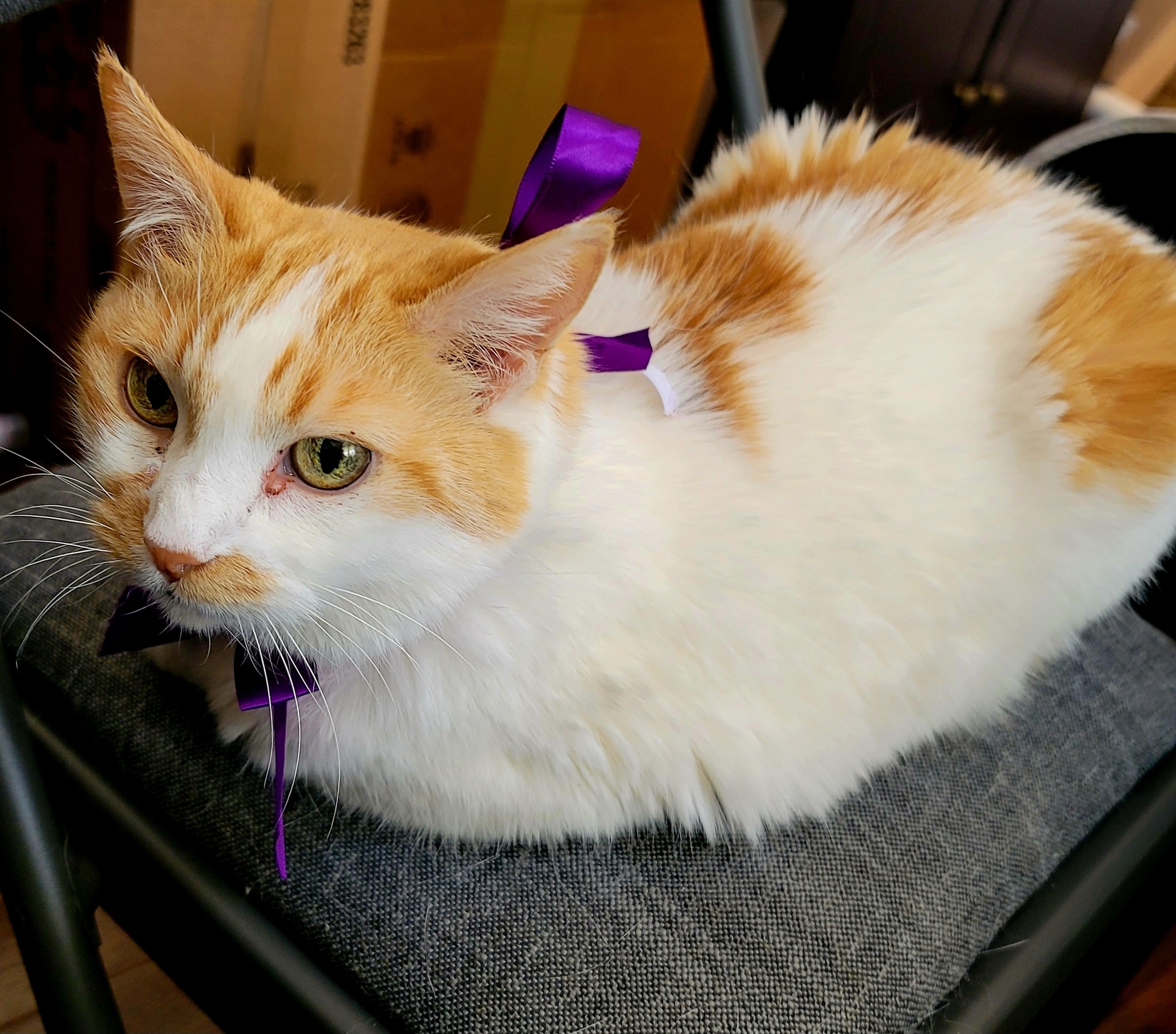 My gremlin boy | Fishbowl