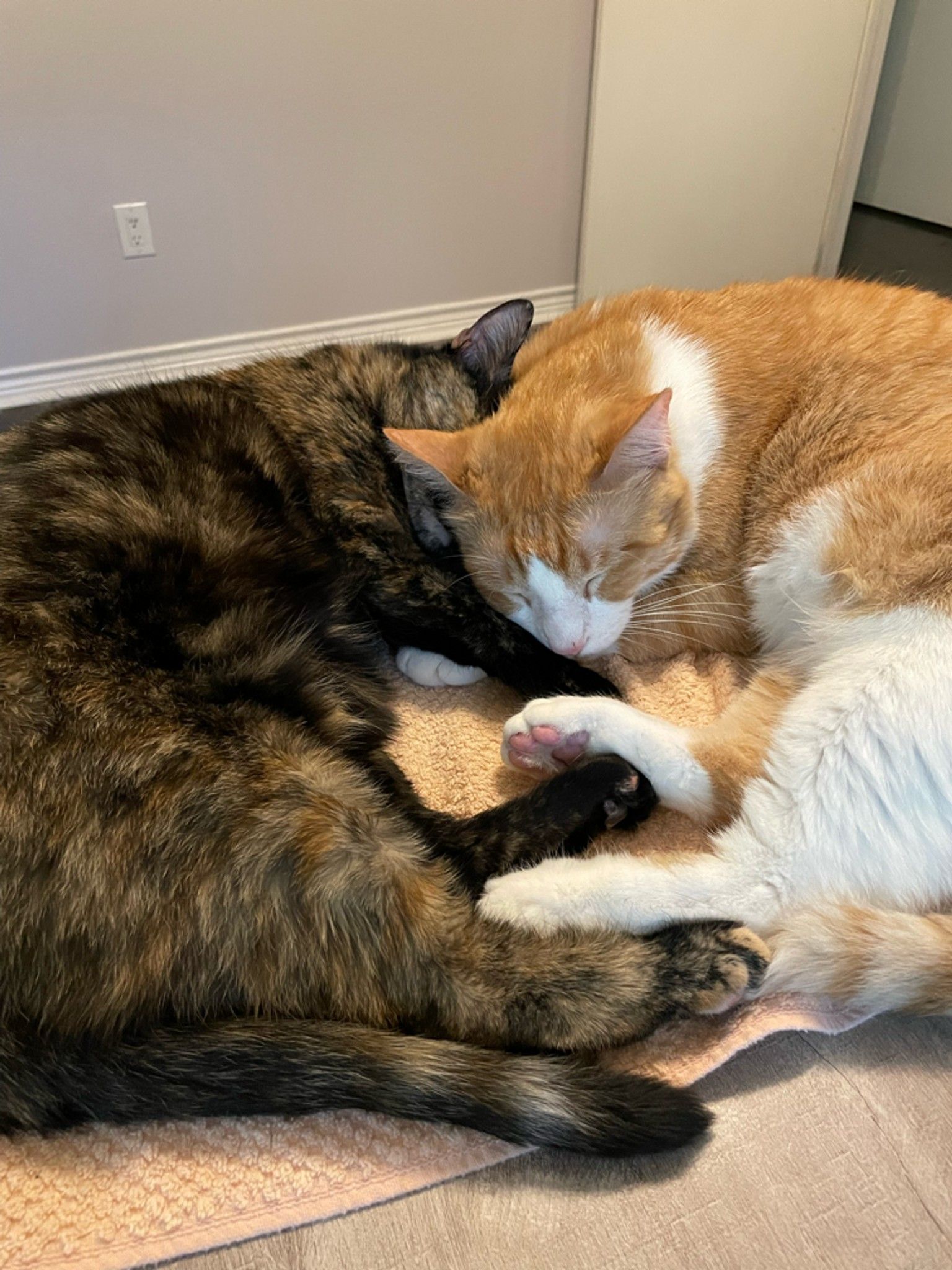 Tigger is all grown now but he still loves mama. | Fishbowl