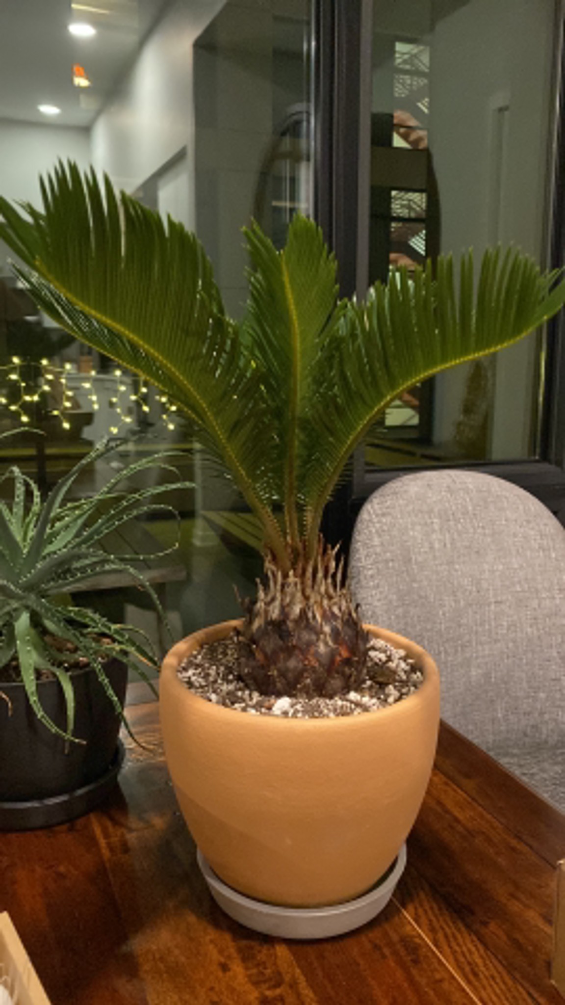 Hi friends! Update on our sago palm since my last ... | Fishbowl