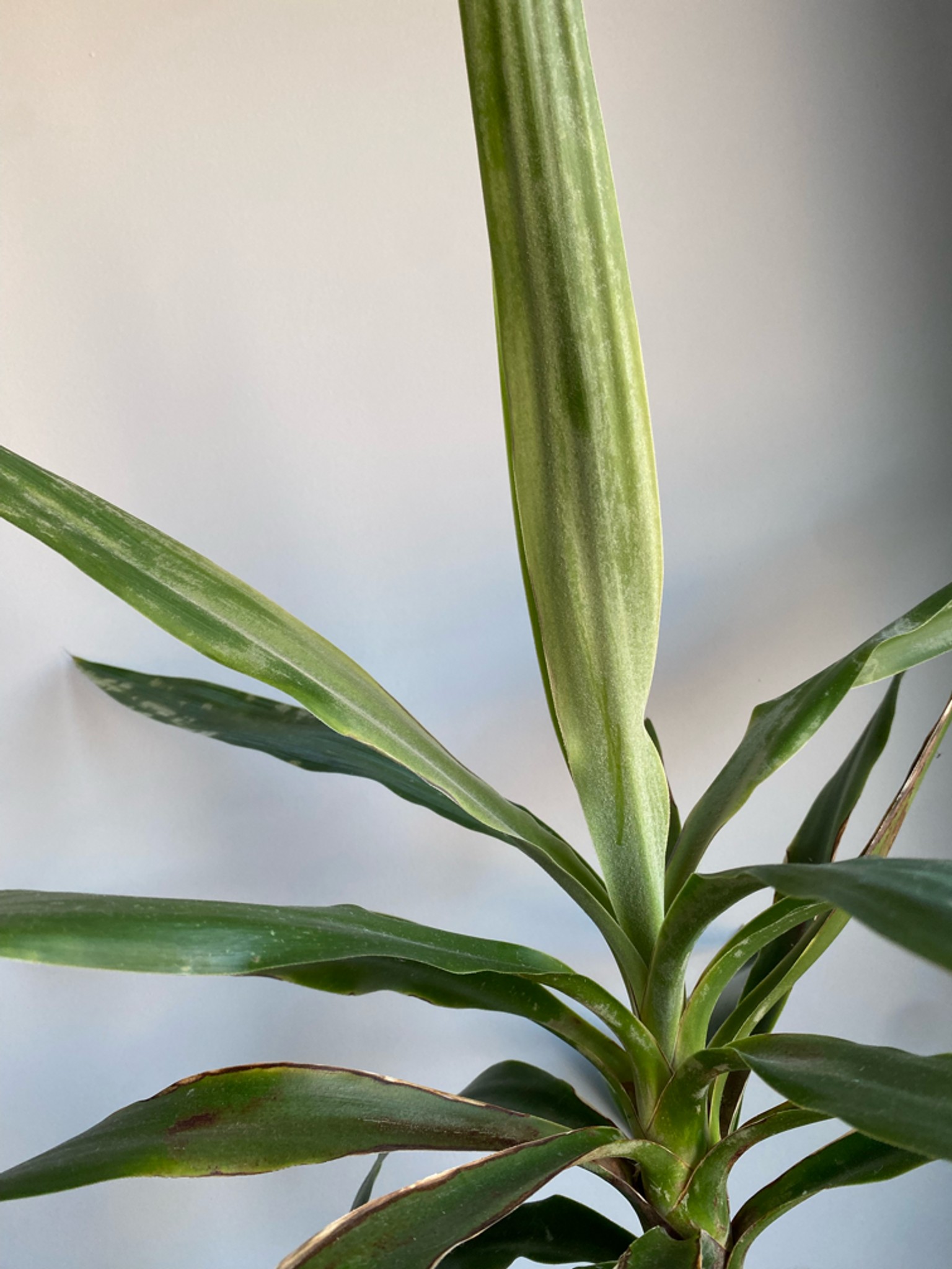 Hi, what is this white residue on my yucca plan and how can I get rid ...