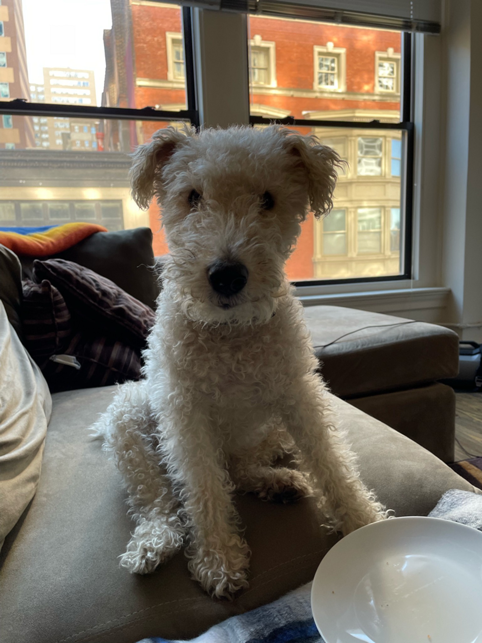 Doggo appreciation post to improve your day. | Fishbowl