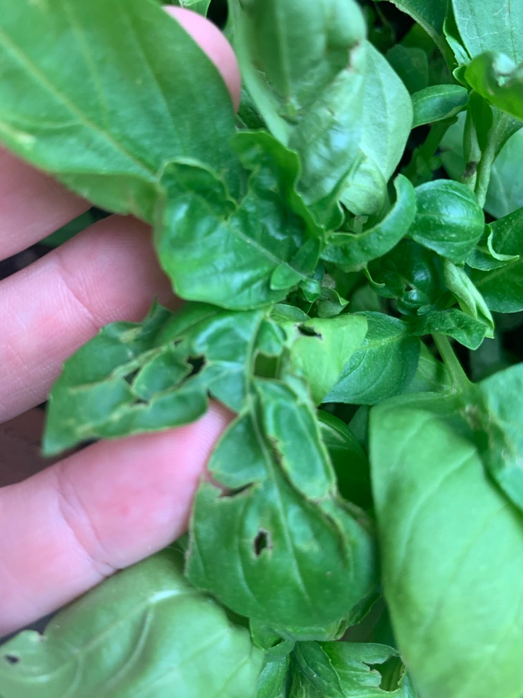 Any gardeners know what is eating my basil? I’m thinking a grasshopper ...