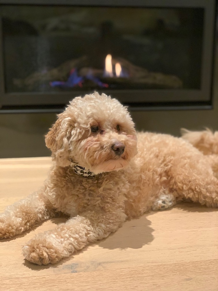 Wfh pets thread to calm our nerves? Show us photos... | Fishbowl