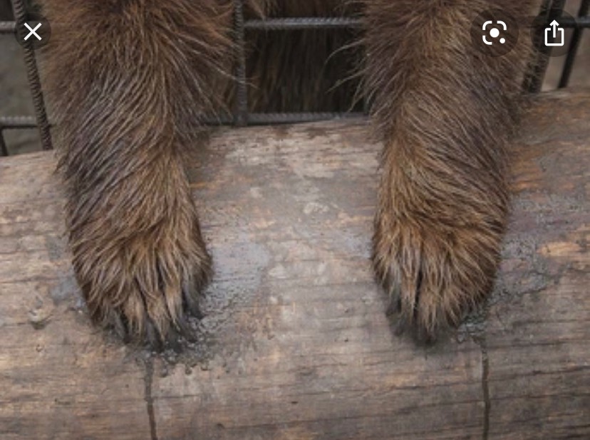 Many people do not know where the right to bear ar... | Fishbowl