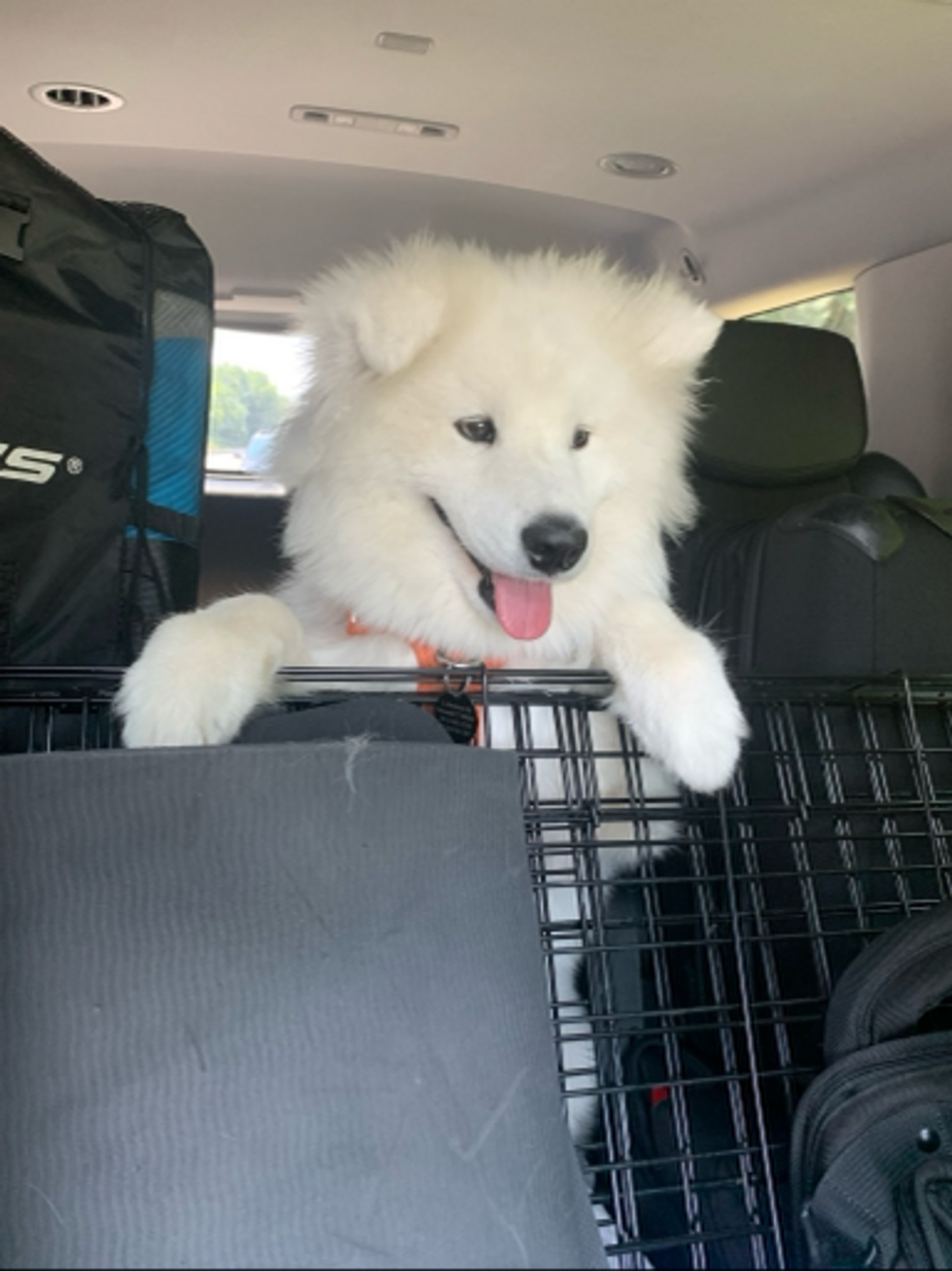 Doggo appreciation post to improve your day. | Fishbowl