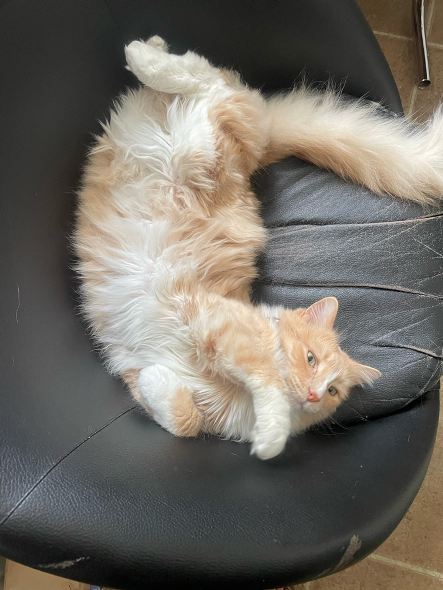 My indoor cat just sprained his back leg by trying to climb a fence, he ...