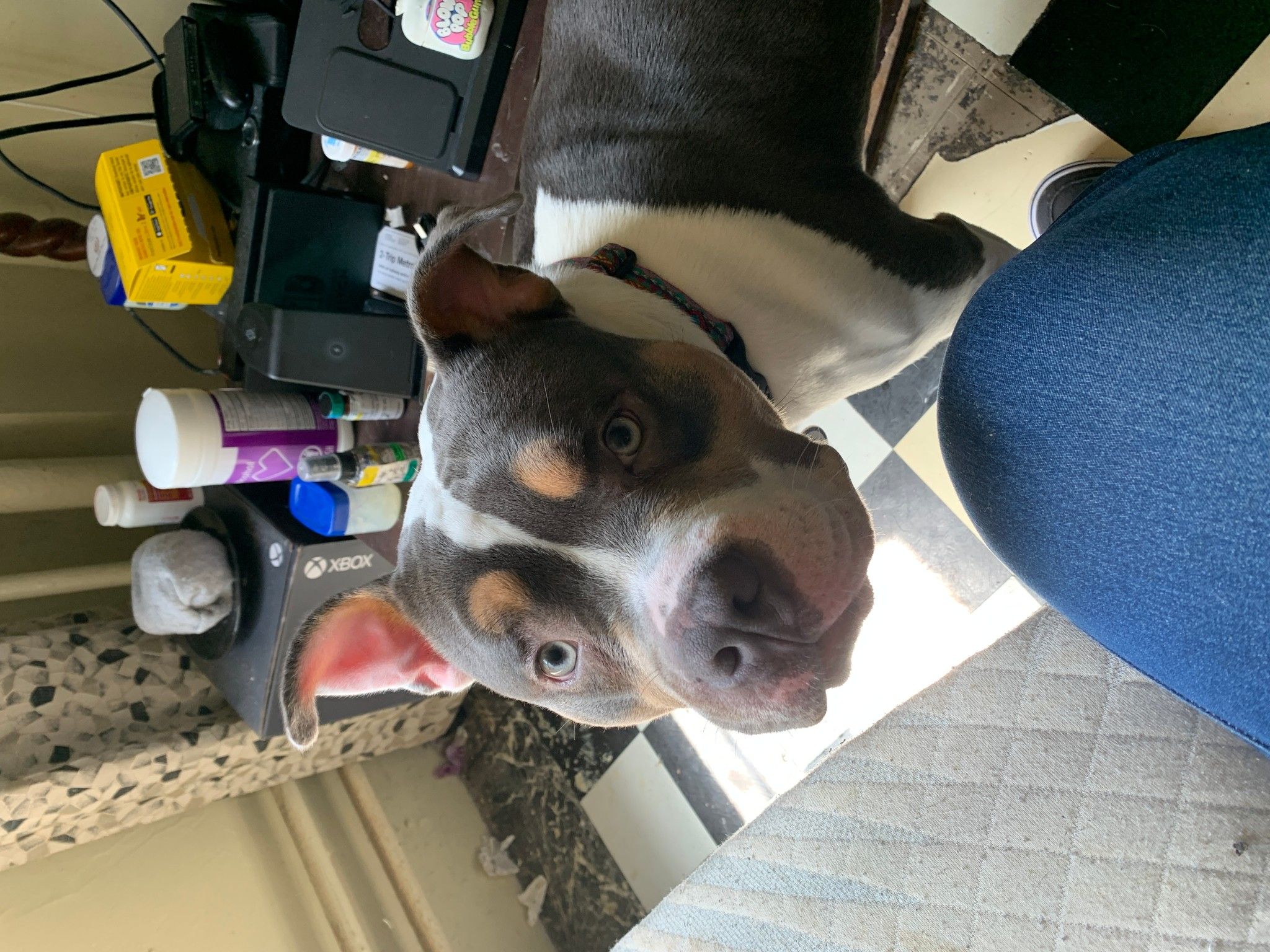 And here’s my American Bully Taz | Glassdoor Forum